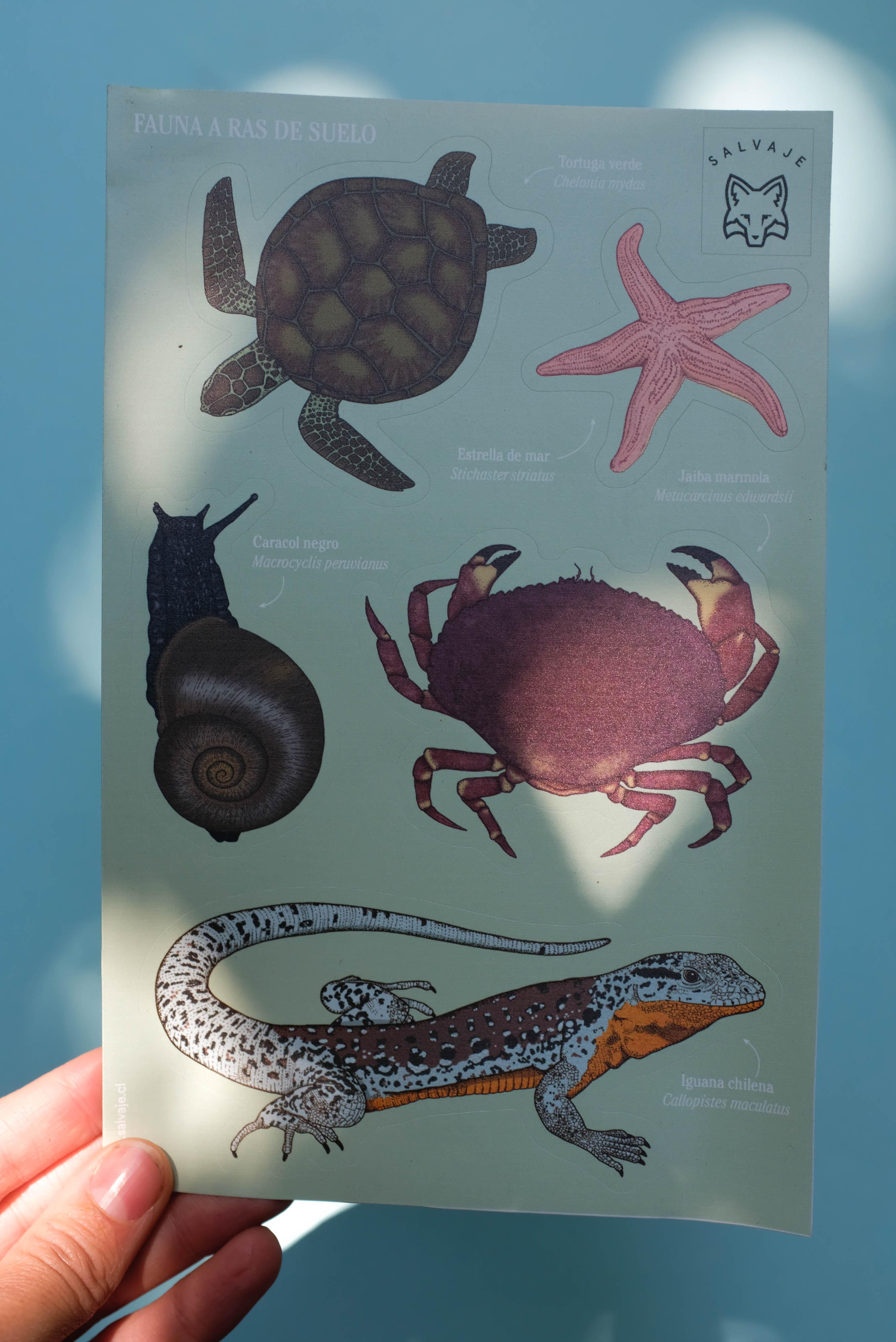 Lámina de stickers Fauna a ras – Salvaje